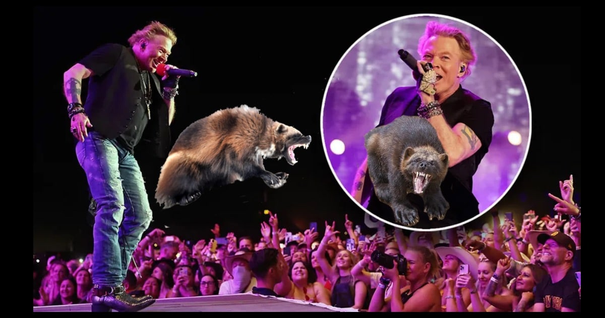 Axl Rose Throws Rabid Wolverine Into Crowd Instead of Mic - Madhouse ...